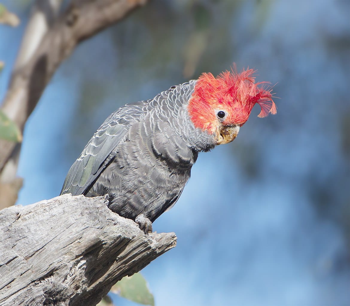 30 Animals In The Temperate Rainforest (with Pictures)
