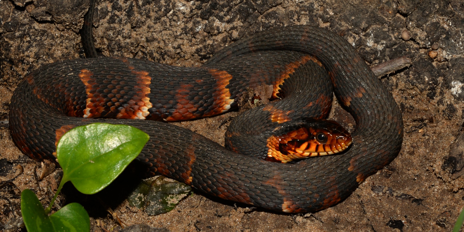 48 Snakes in Mississippi (7 Species are Venomous)