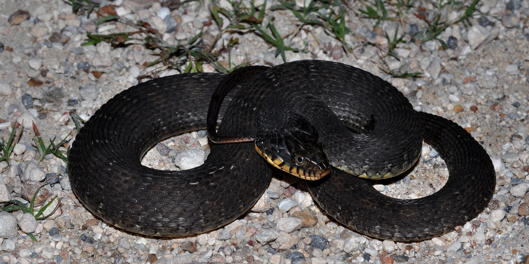 48 Snakes in Mississippi (7 Species are Venomous)