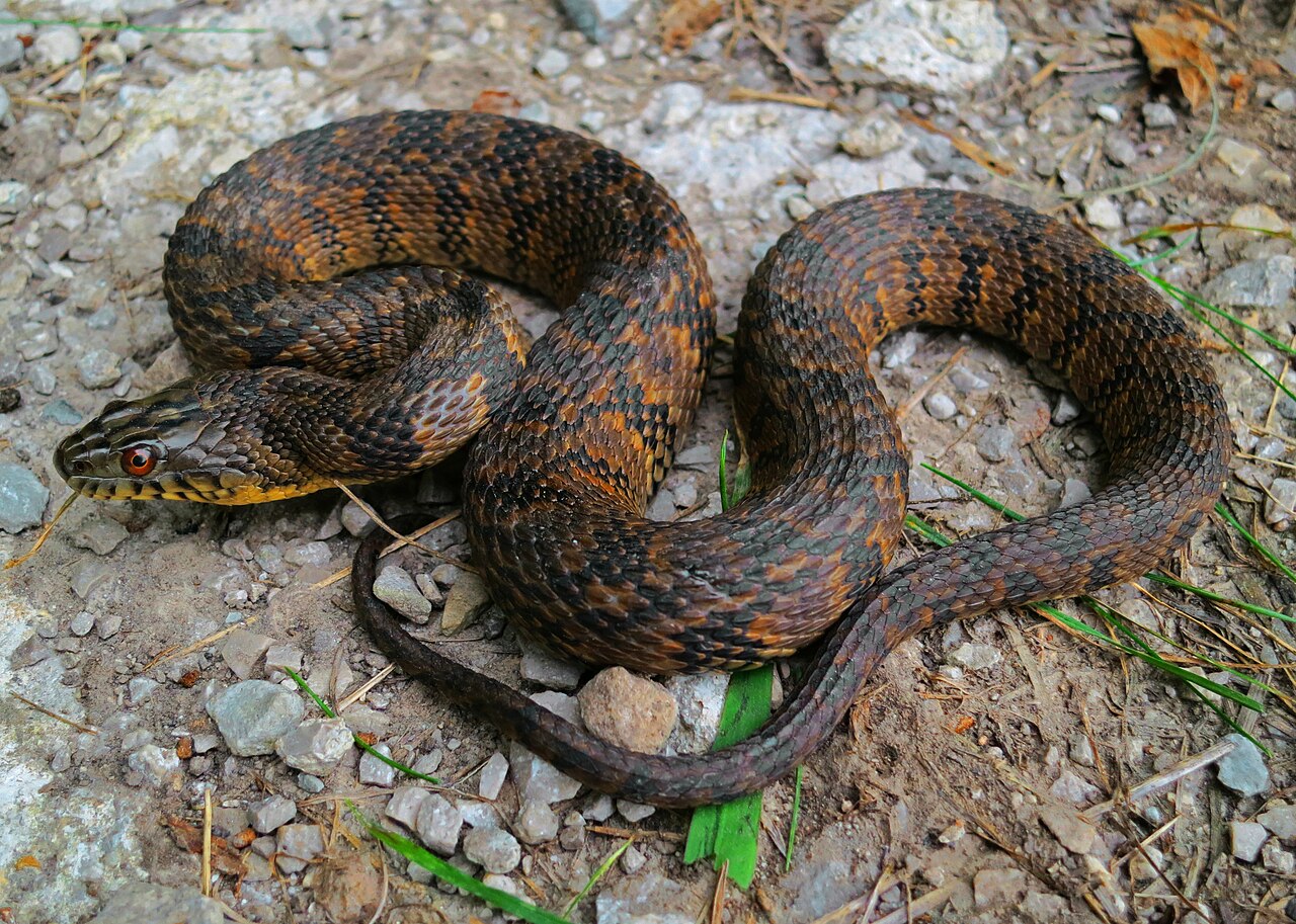 48 Snakes in Mississippi (7 Species are Venomous)
