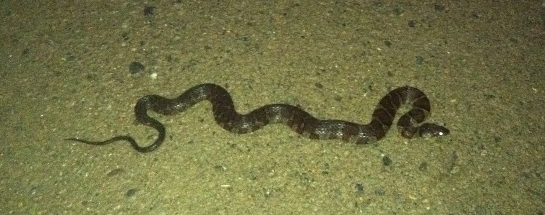 48 Snakes in Mississippi (7 Species are Venomous)