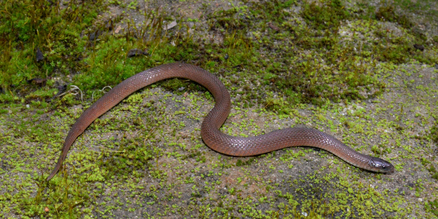 48 Snakes in Mississippi (7 Species are Venomous)