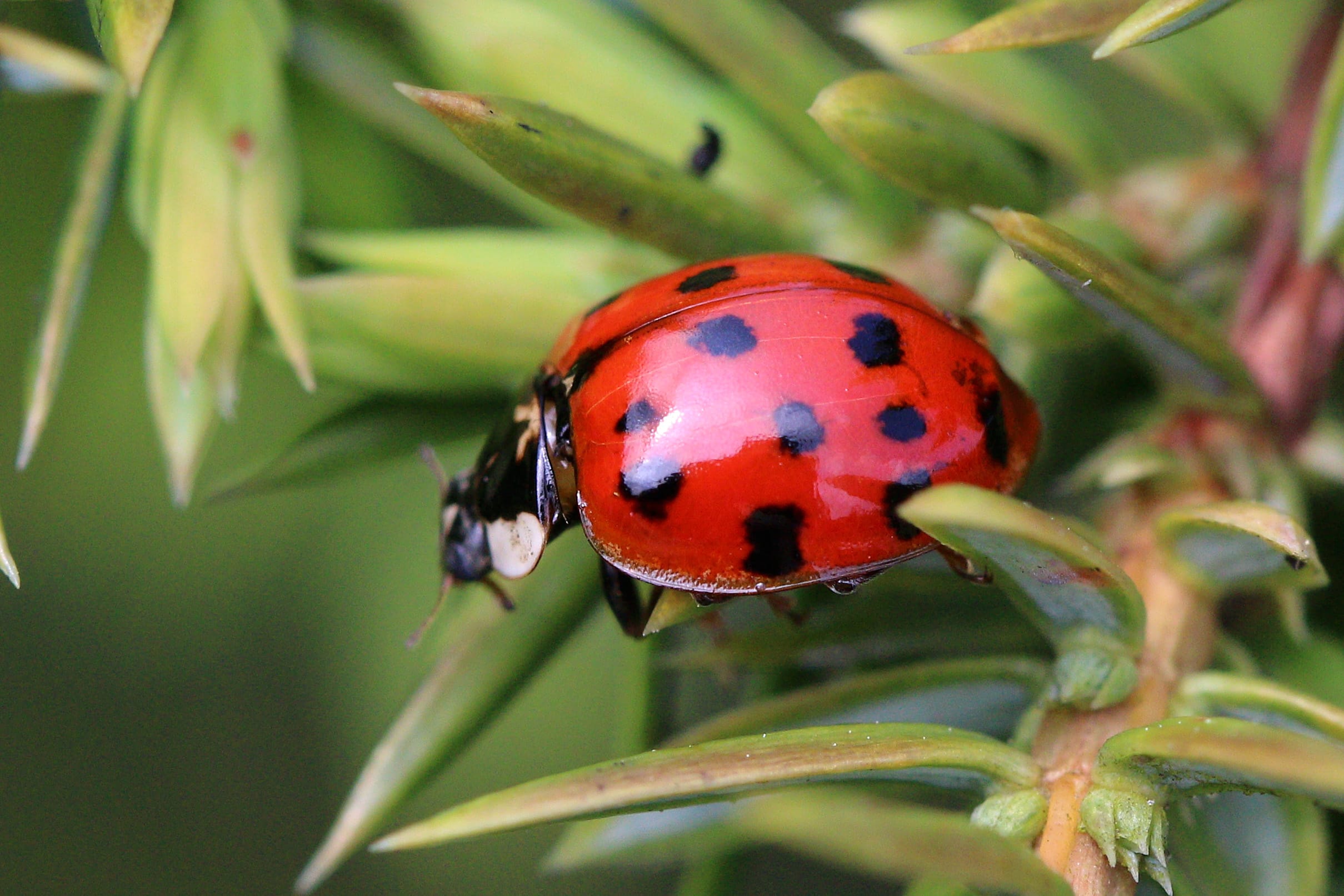 14 Bugs That Look Like Ladybugs (Some Can Bite)