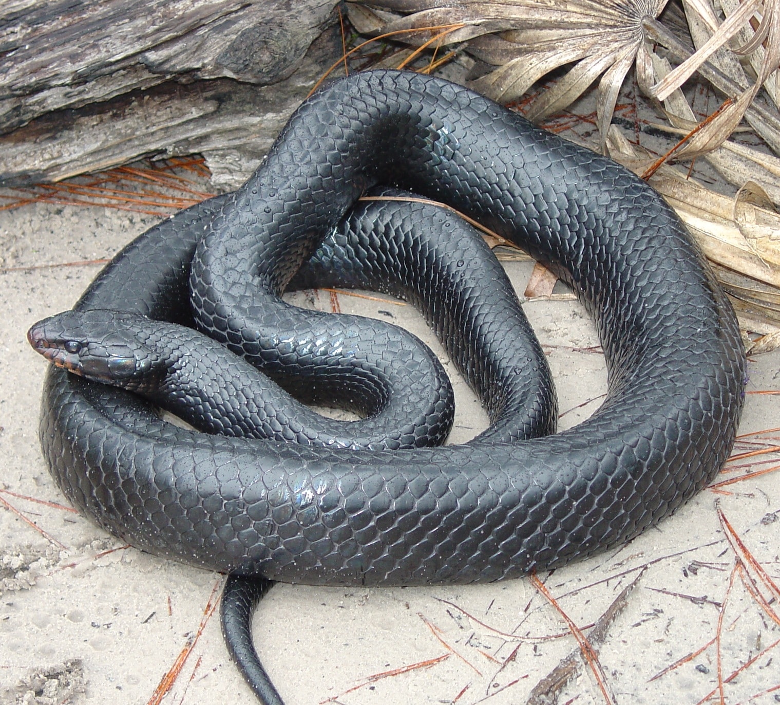 48 Snakes in Mississippi (7 Species are Venomous)