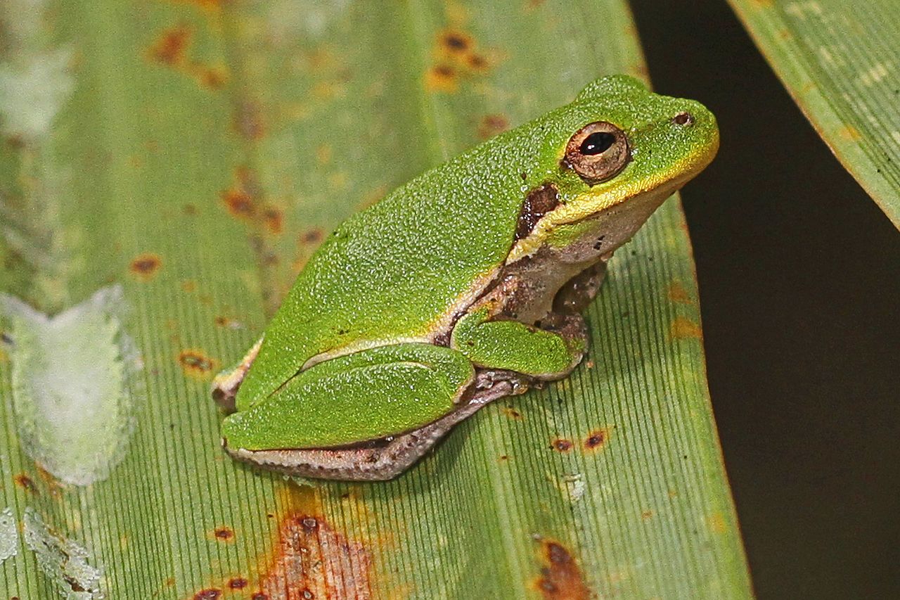 31 Frogs and Toads in Florida: Species, Images & Sounds