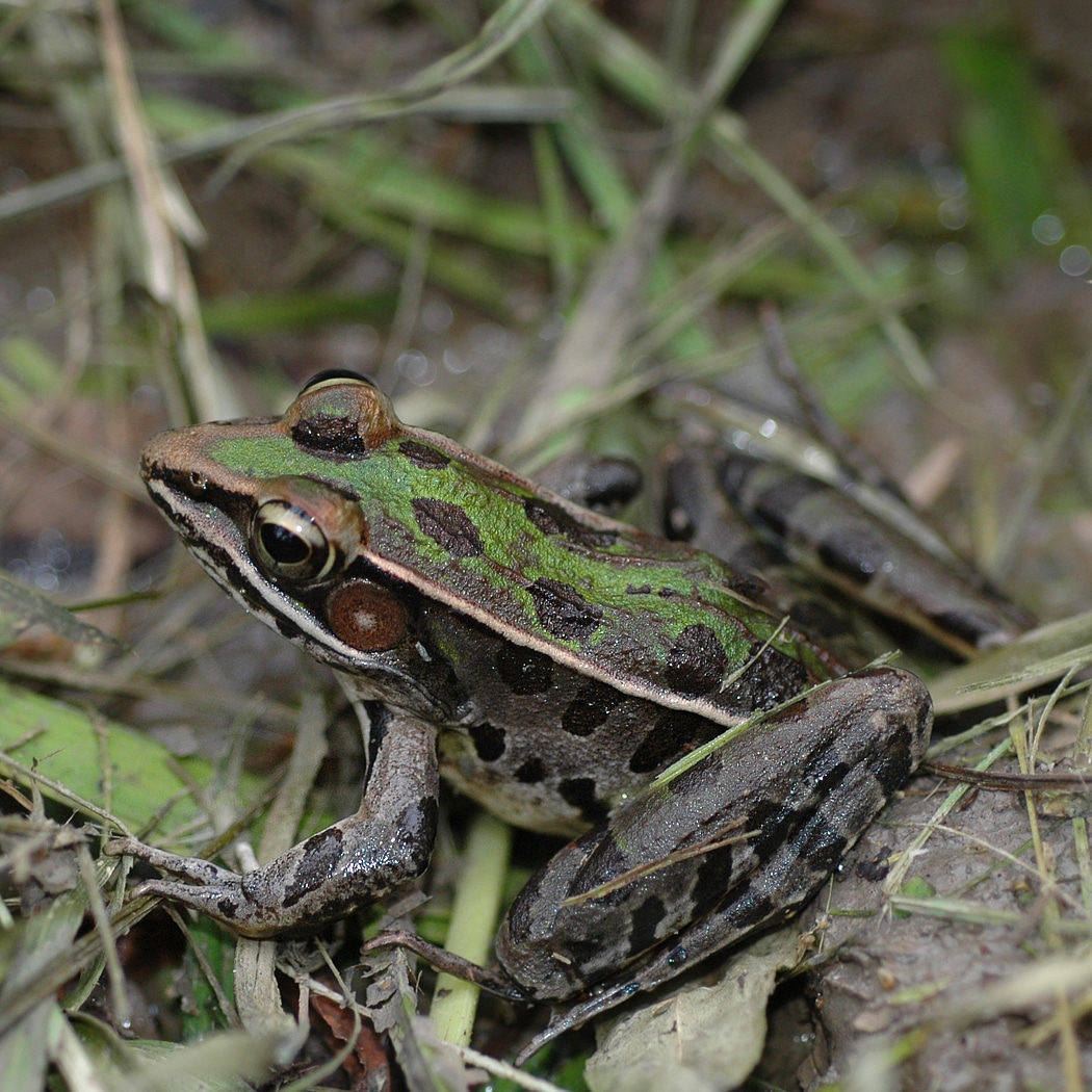 31 Frogs and Toads in Florida: Species, Images & Sounds