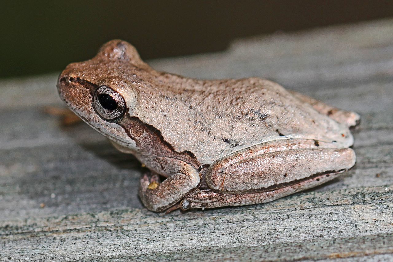 31 Frogs and Toads in Florida: Species, Images & Sounds