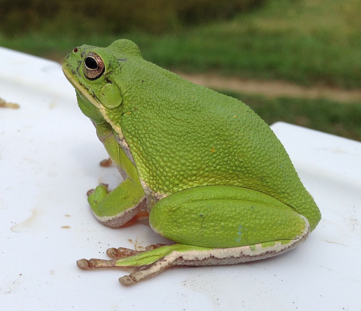 31 Frogs and Toads in Florida: Species, Images & Sounds