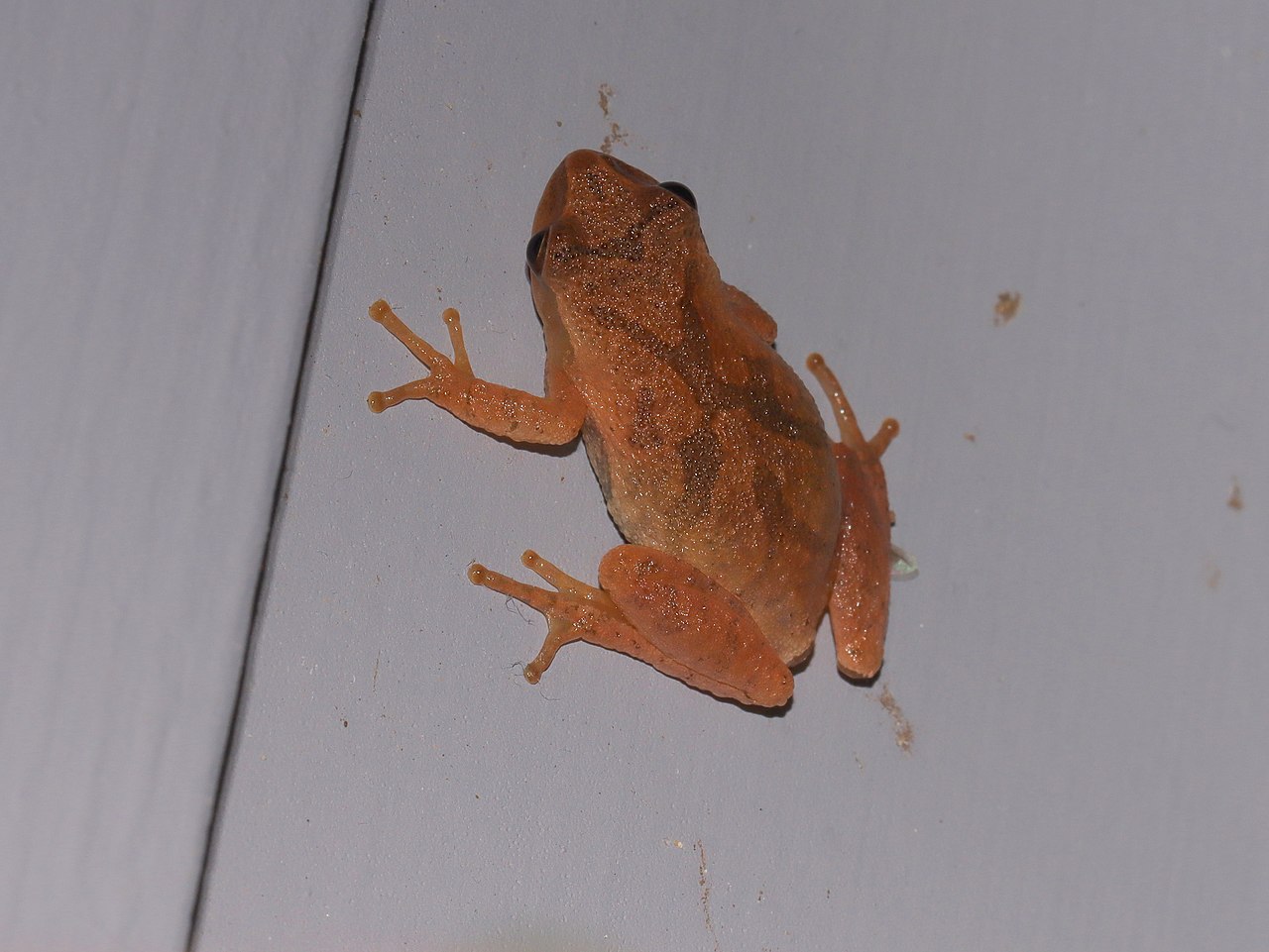 31 Frogs and Toads in Florida: Species, Images & Sounds