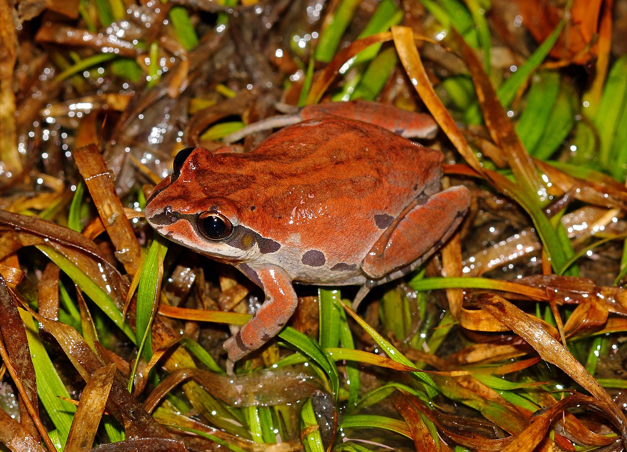 31 Frogs and Toads in Florida: Species, Images & Sounds