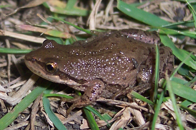 31 Frogs and Toads in Florida: Species, Images & Sounds