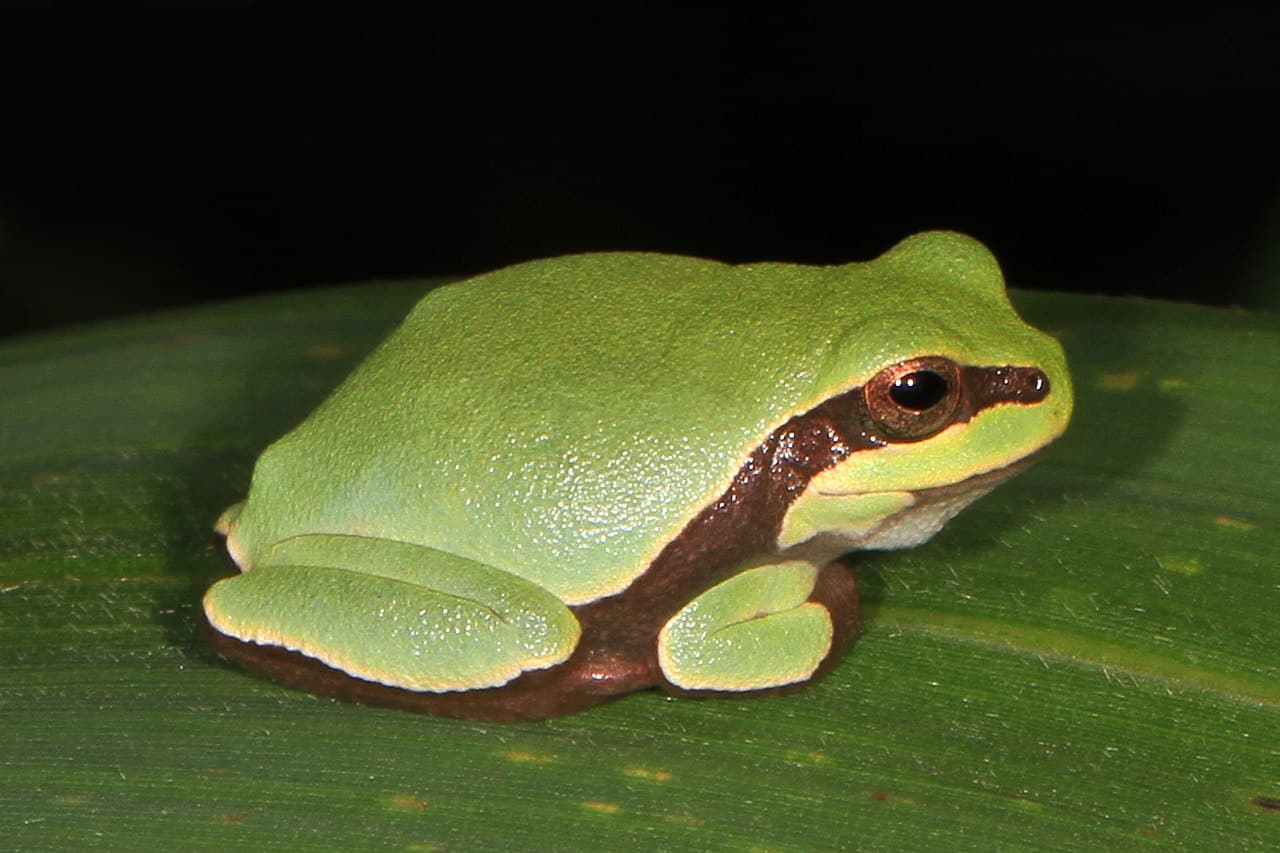 31 Frogs and Toads in Florida: Species, Images & Sounds