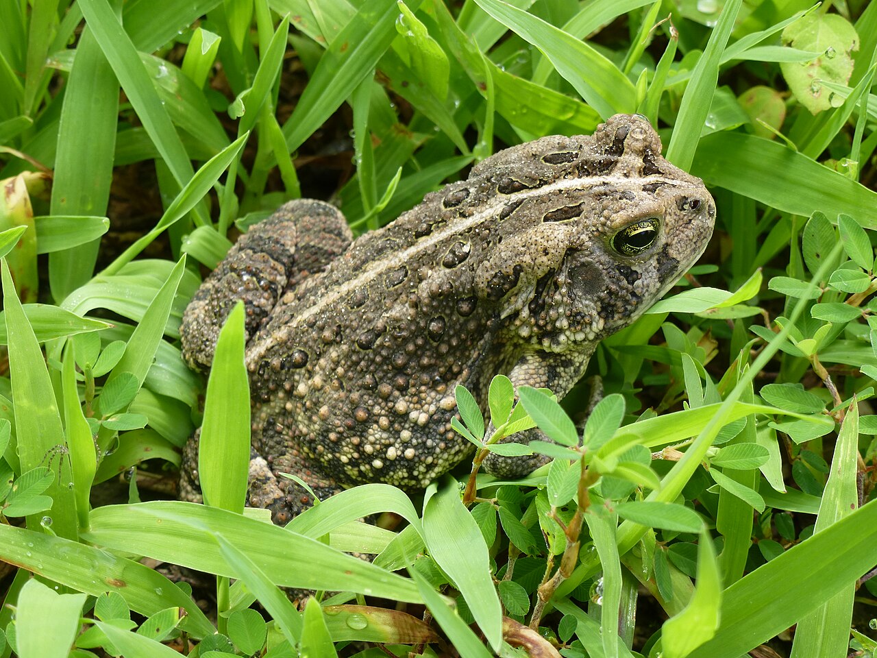 31 Frogs and Toads in Florida: Species, Images & Sounds