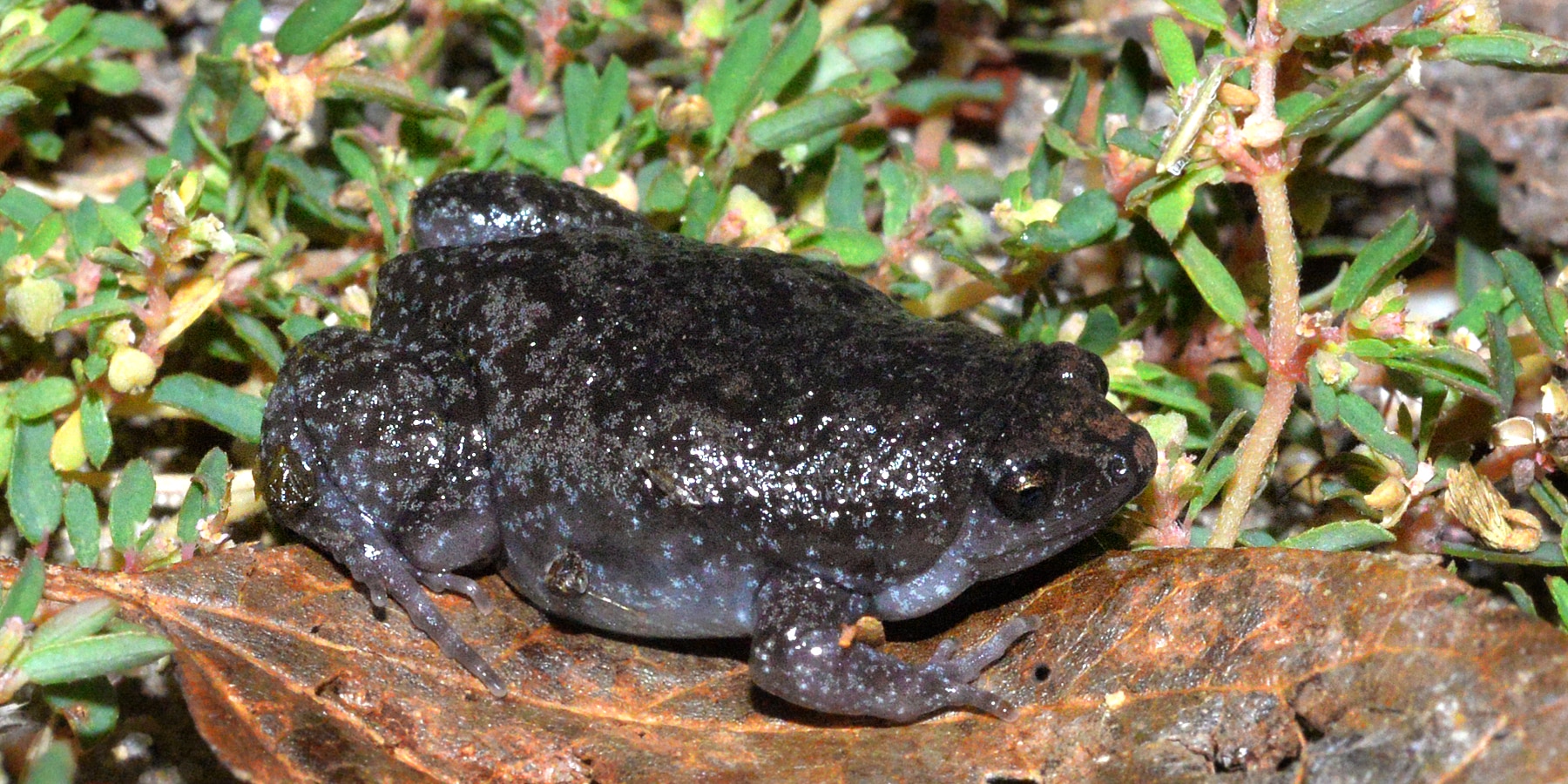 31 Frogs and Toads in Florida: Species, Images & Sounds