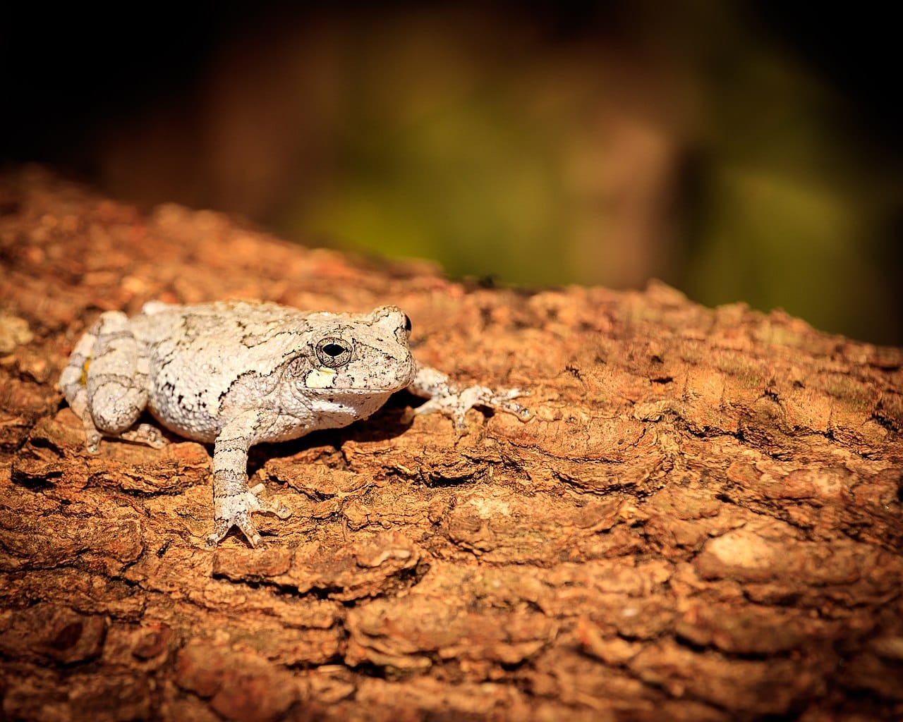 46 Frogs and Toads in Texas: Species, Images & Sounds