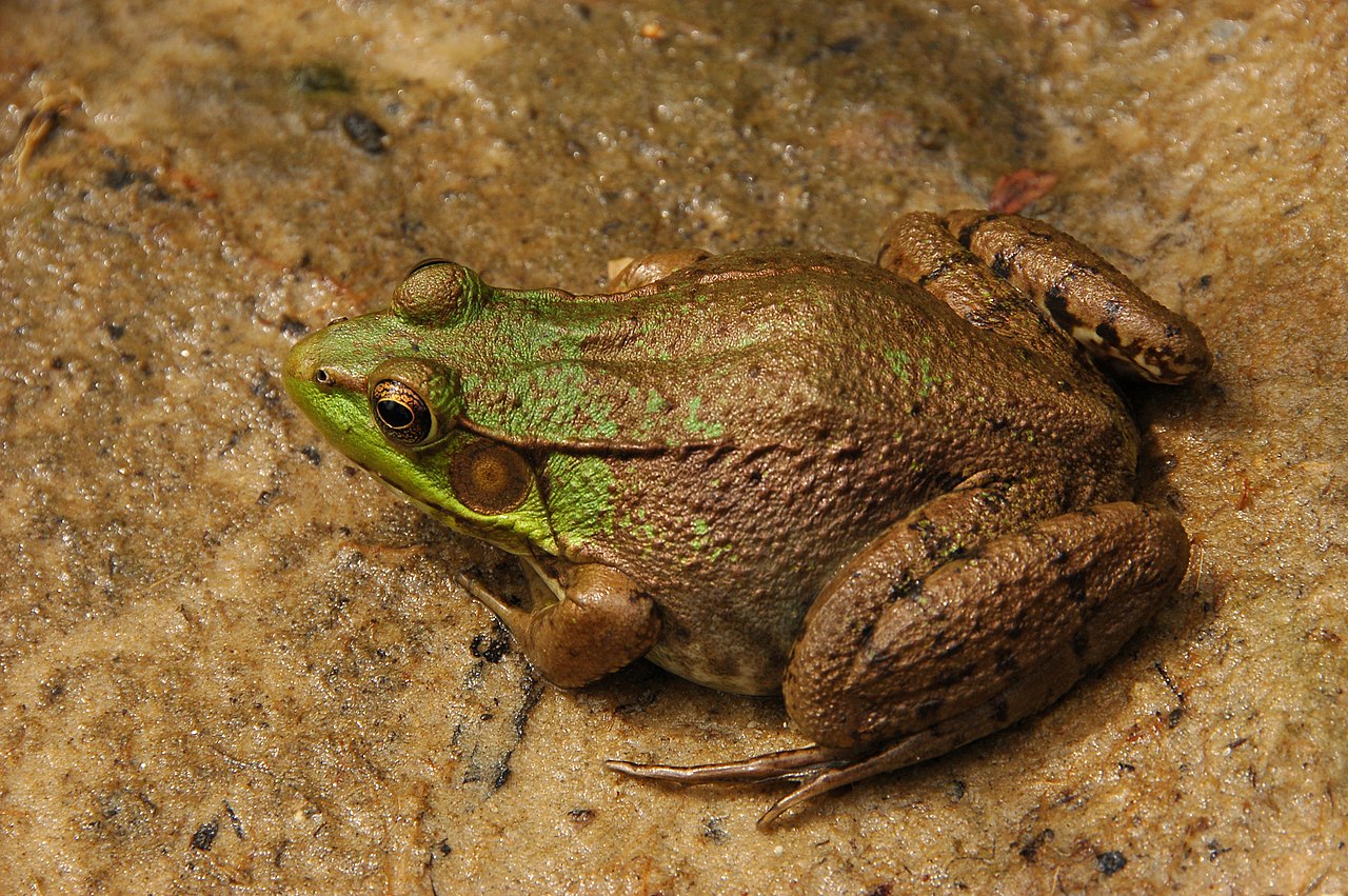 46 Frogs and Toads in Texas: Species, Images & Sounds