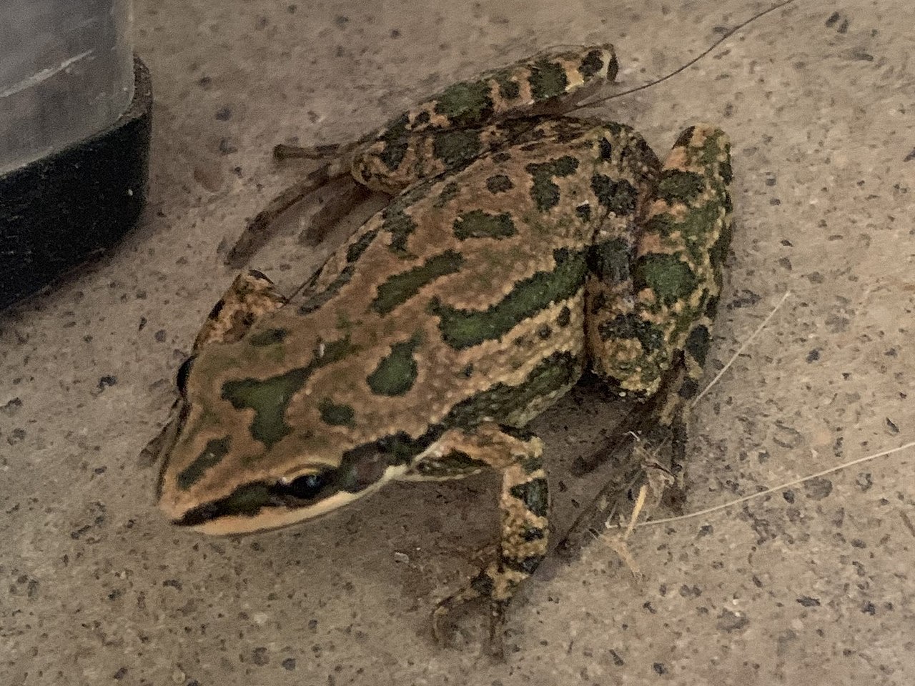 46 Frogs and Toads in Texas: Species, Images & Sounds