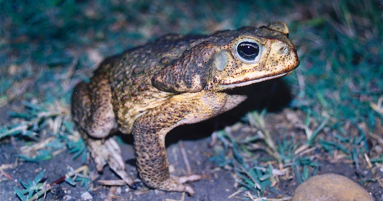 46 Frogs and Toads in Texas: Species, Images & Sounds