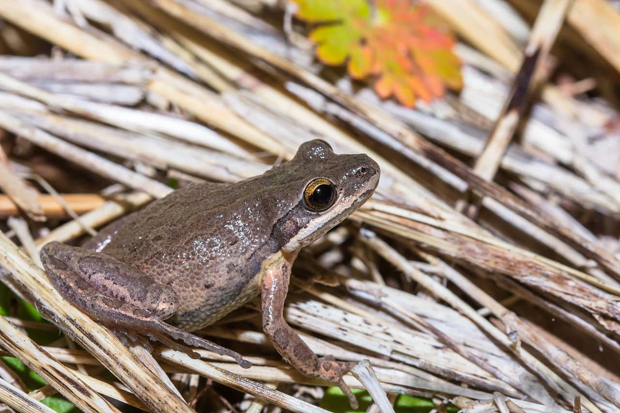 46 Frogs and Toads in Texas: Species, Images & Sounds