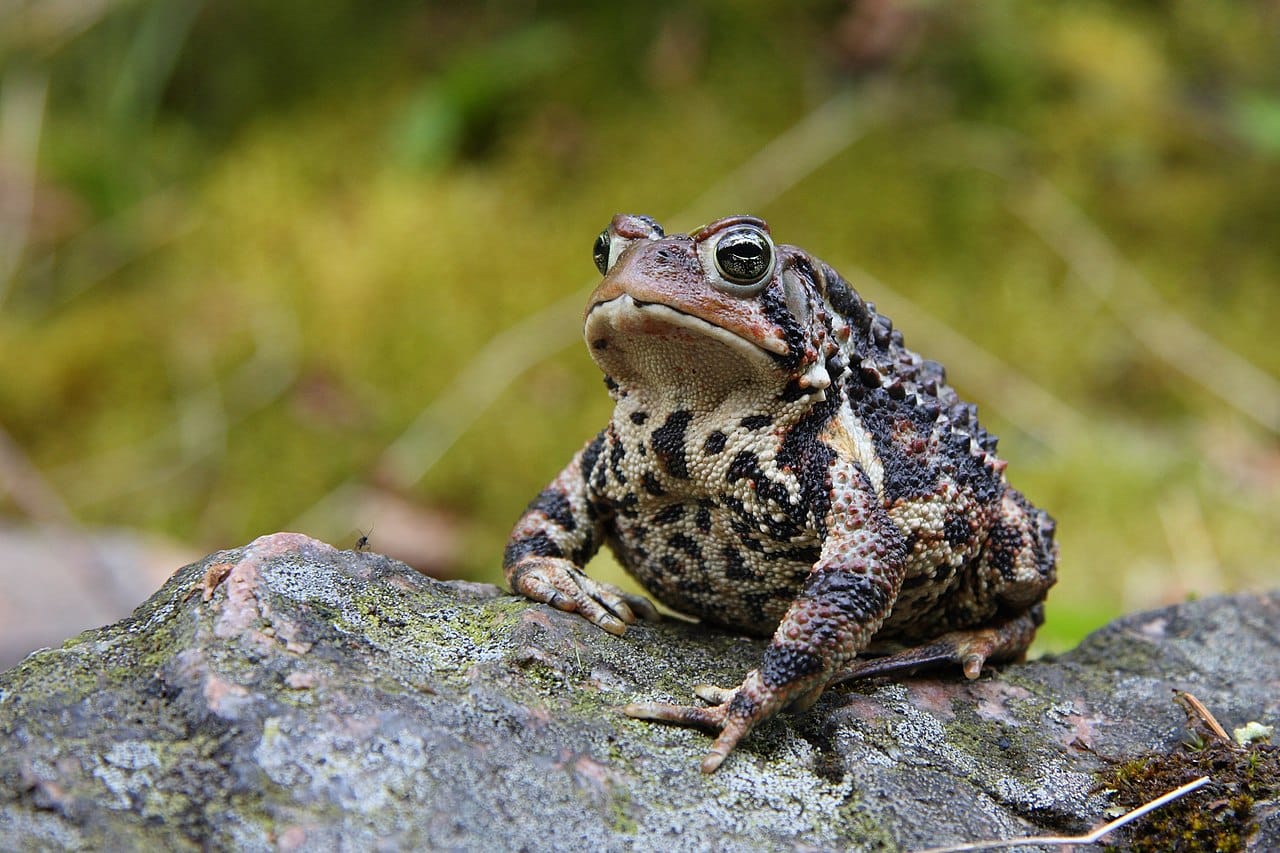 46 Frogs and Toads in Texas: Species, Images & Sounds