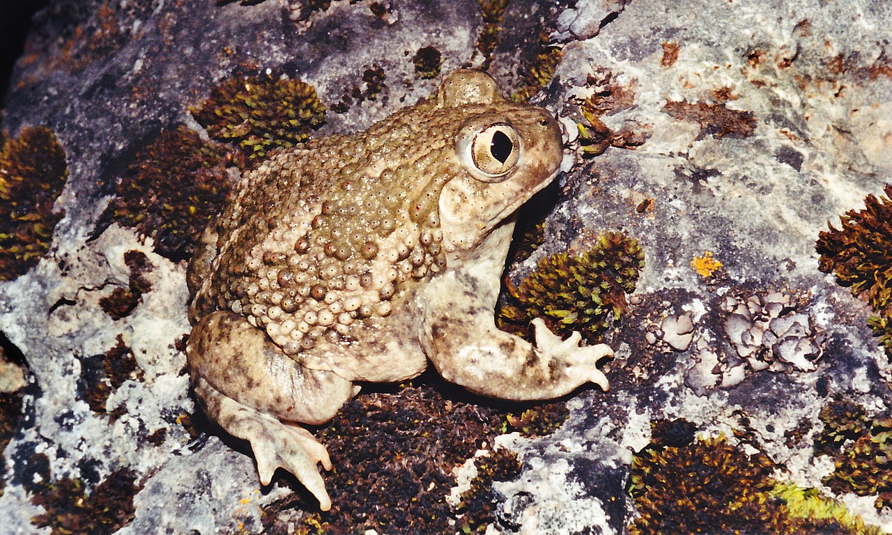 46 Frogs and Toads in Texas: Species, Images & Sounds