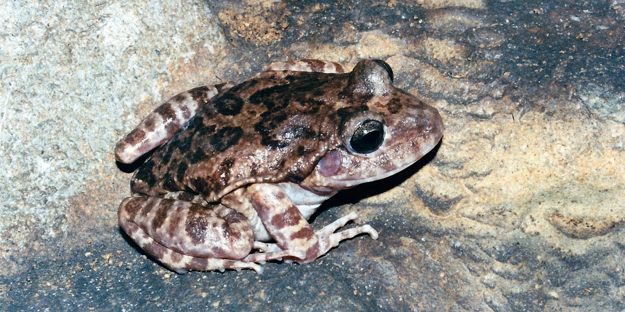 46 Frogs and Toads in Texas: Species, Images & Sounds