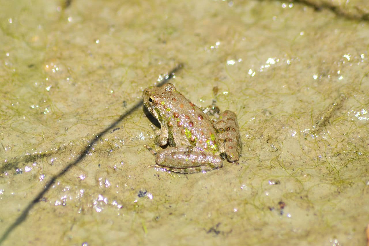 46 Frogs and Toads in Texas: Species, Images & Sounds