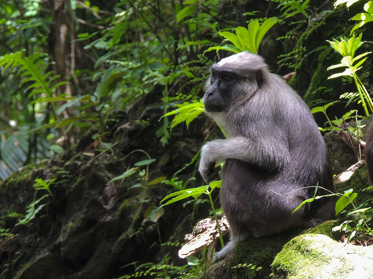 12 Monkeys With Red Bottoms (with Pictures)