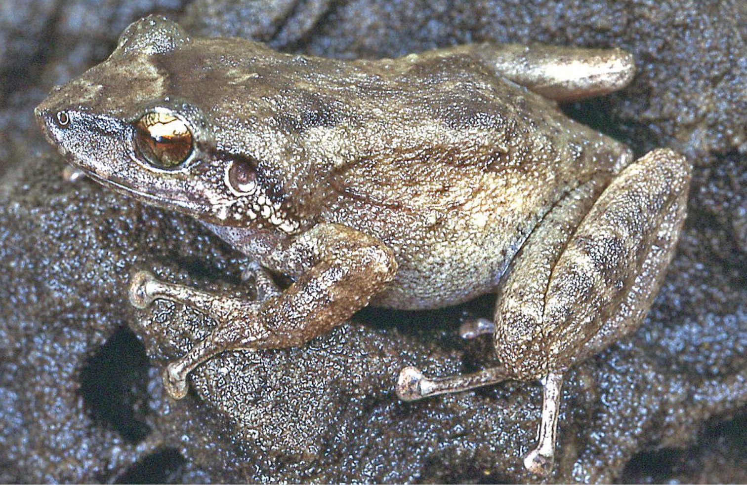 31 Frogs and Toads in California: Species, Images, & Sounds