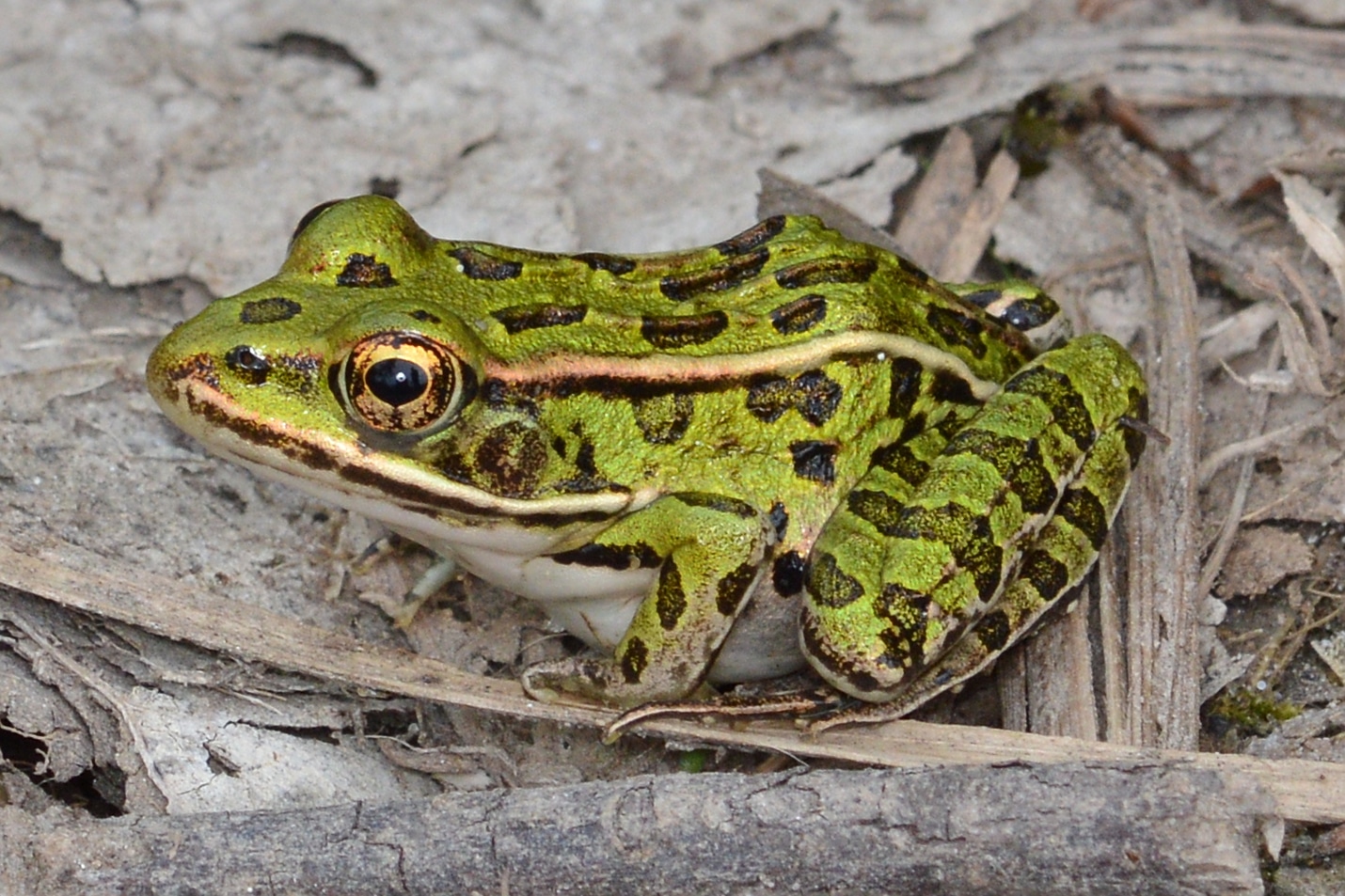 31 Frogs and Toads in California: Species, Images, & Sounds
