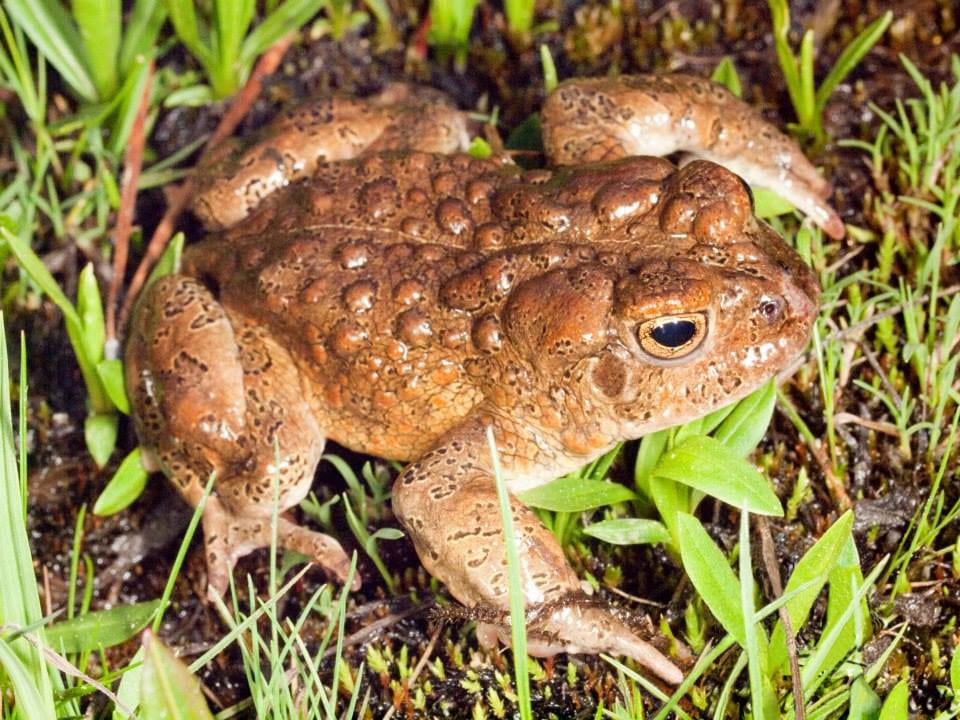 31 Frogs and Toads in California: Species, Images, & Sounds
