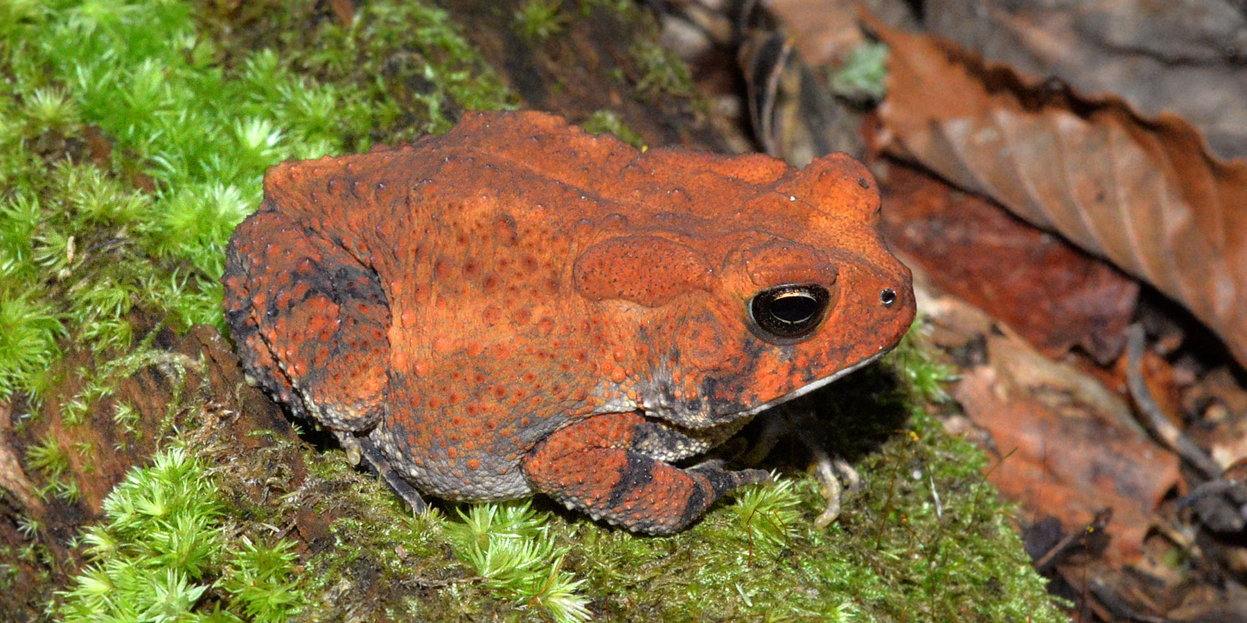 31 Frogs and Toads in California: Species, Images, & Sounds