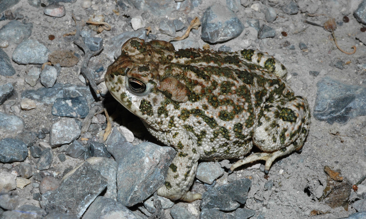 31 Frogs and Toads in California: Species, Images, & Sounds