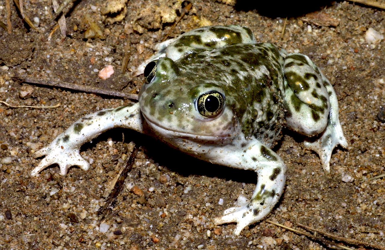 31 Frogs and Toads in California: Species, Images, & Sounds