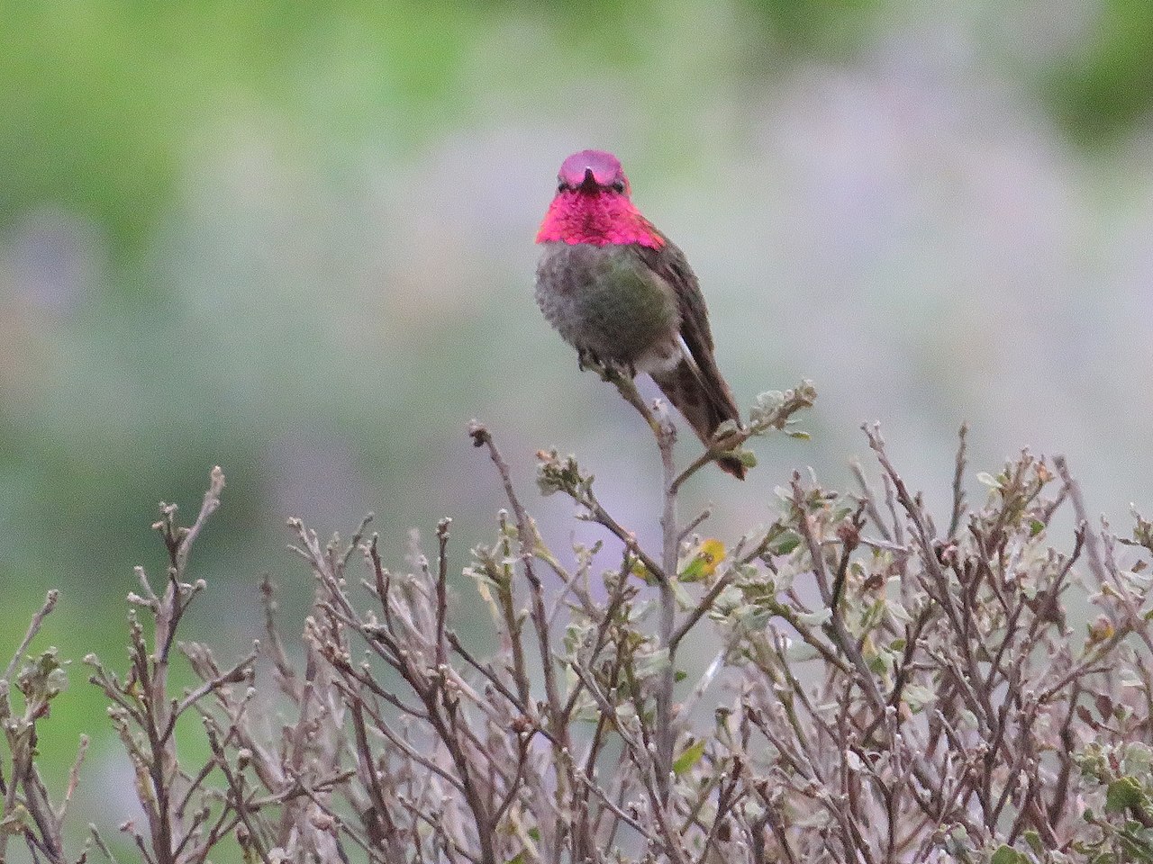 27 Vivid Pink Birds (Pictures and Identification)