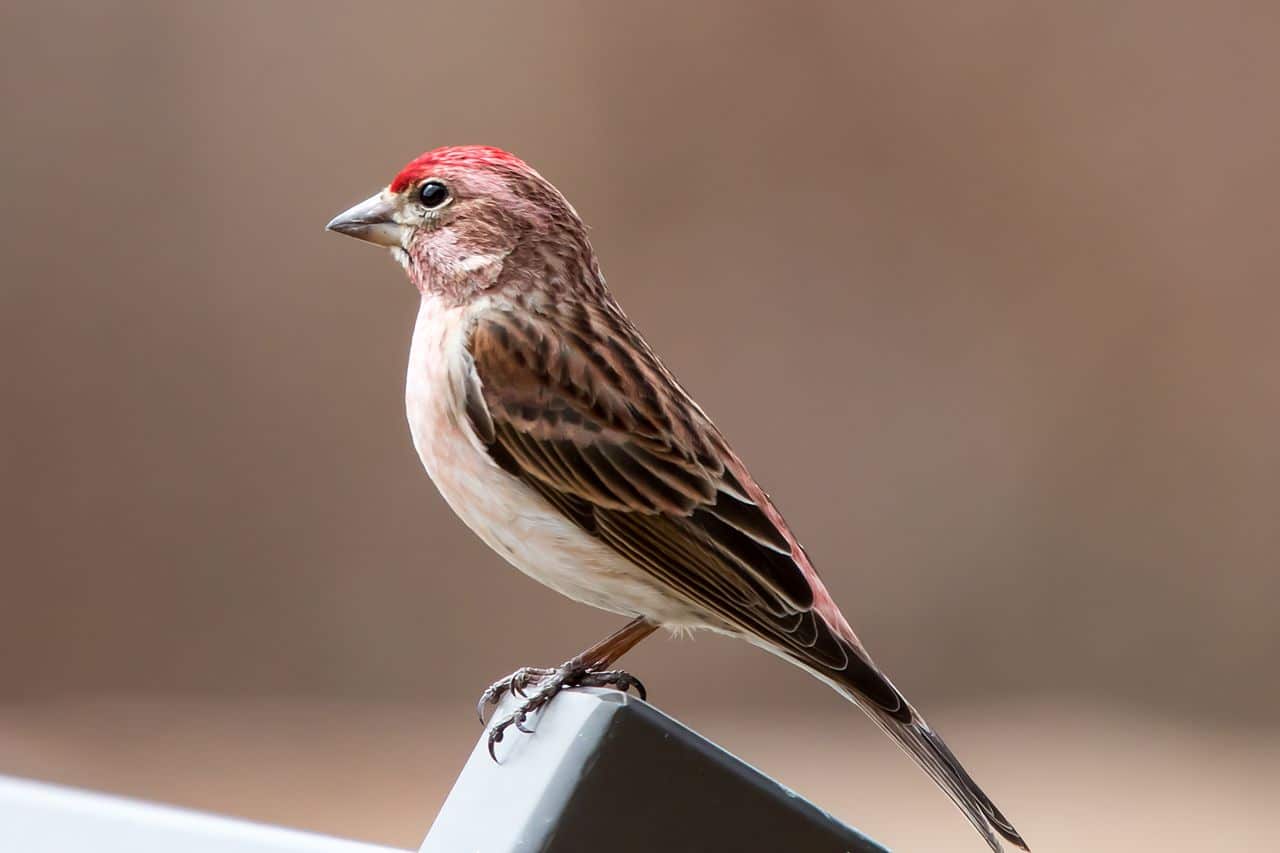 27 Vivid Pink Birds (Pictures and Identification)