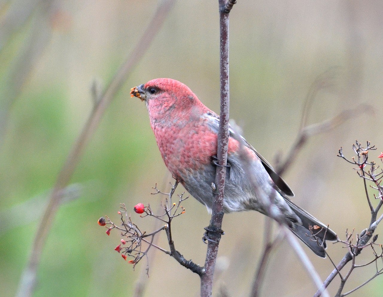 27 Vivid Pink Birds (Pictures and Identification)