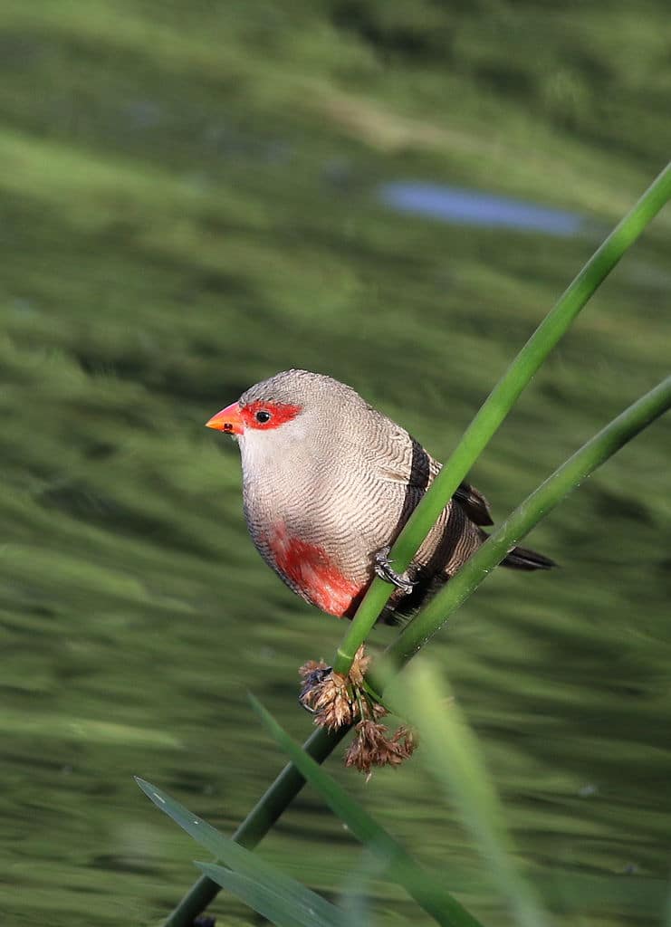 27 Vivid Pink Birds (Pictures and Identification)