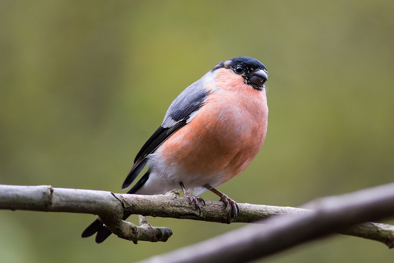 27 Vivid Pink Birds (Pictures and Identification)