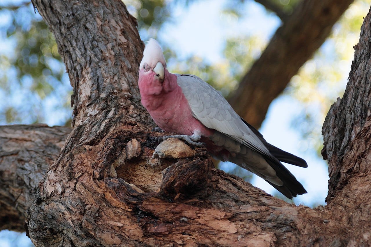27 Vivid Pink Birds (Pictures and Identification)