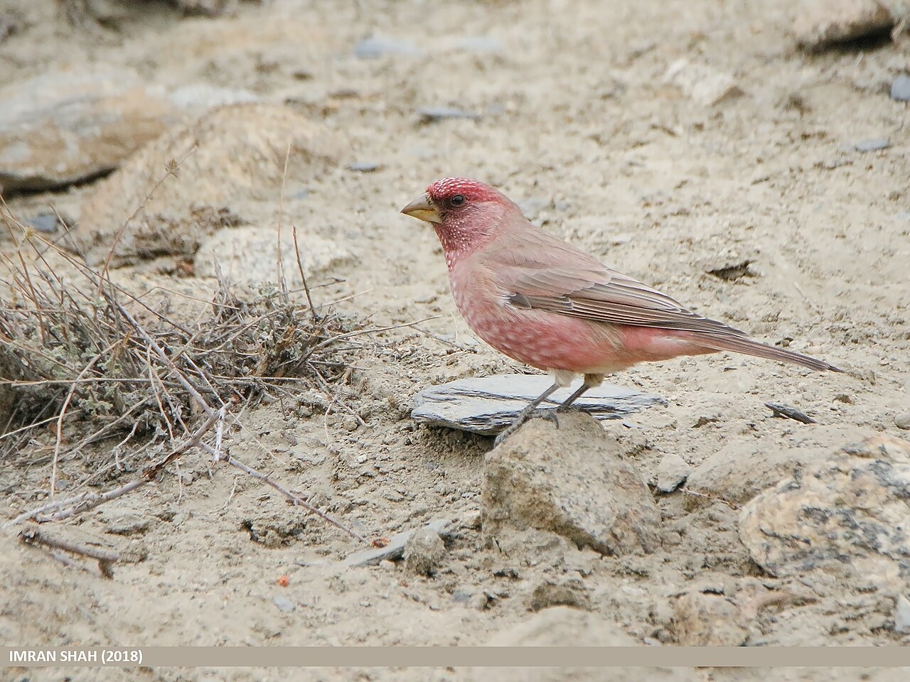 27 Vivid Pink Birds (Pictures and Identification)
