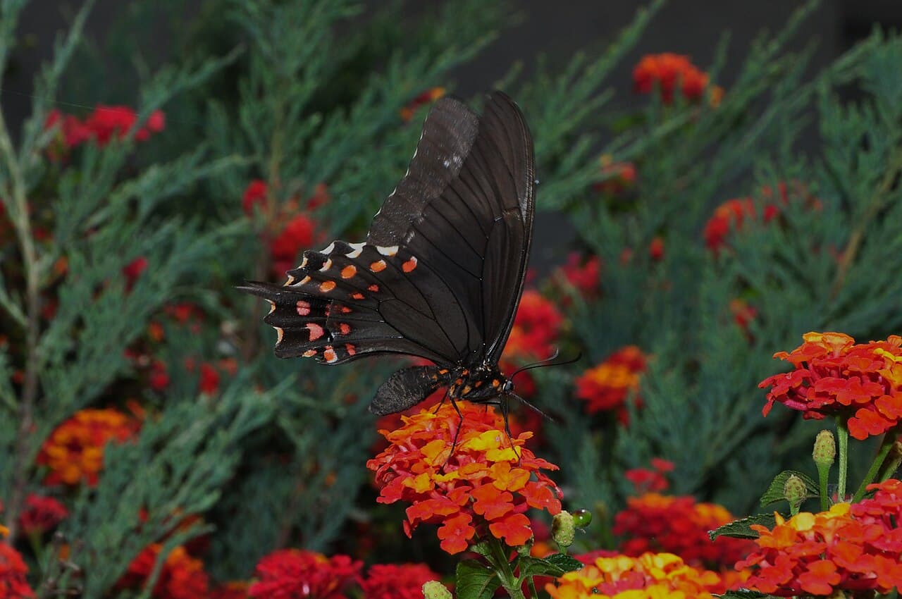 15 Vivid Pink Butterflies in The World (with Pictures)