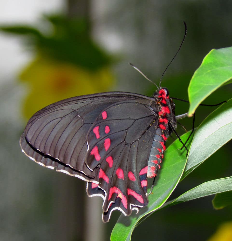 15 Vivid Pink Butterflies in The World (with Pictures)