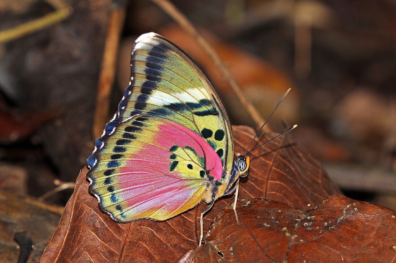 15 Vivid Pink Butterflies in The World (with Pictures)