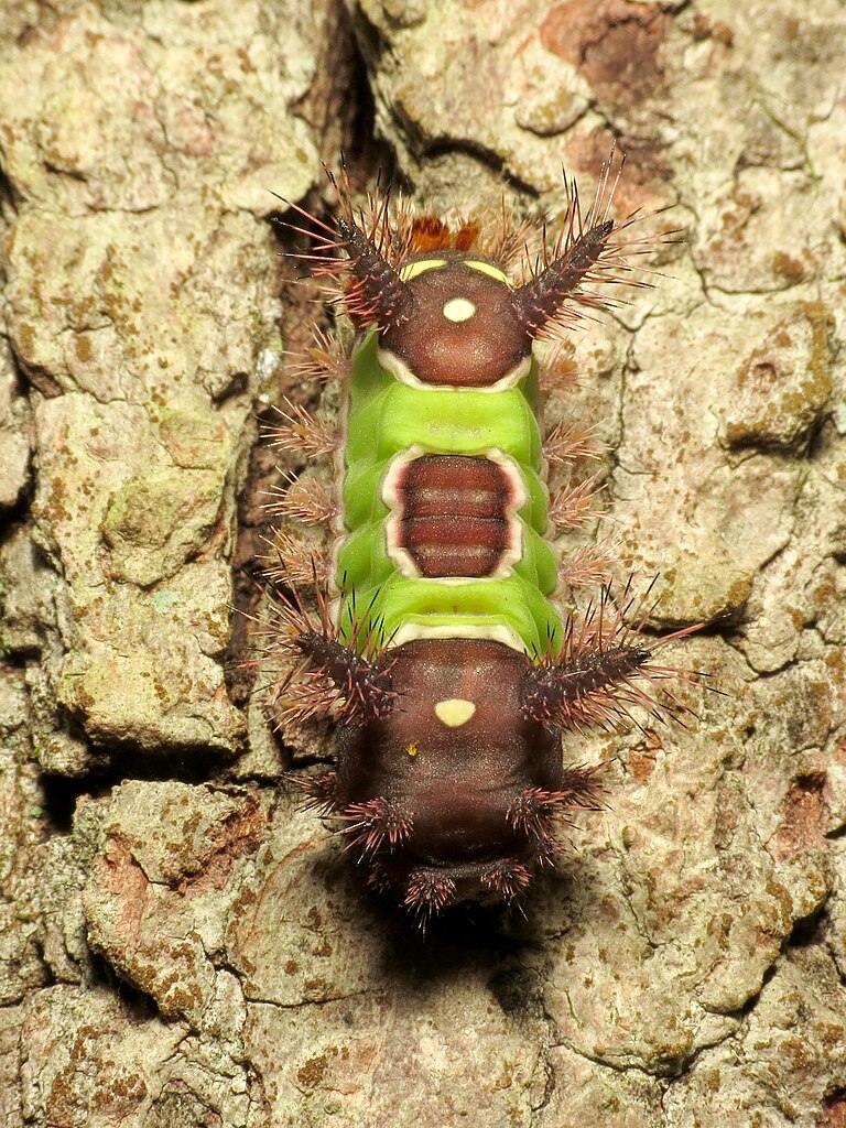 45 Weird Bugs of The World (with Pictures & Facts)