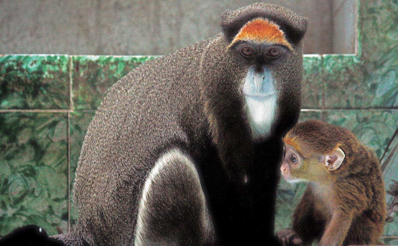 30 Monkeys In the Rainforest (Including Rare Species)