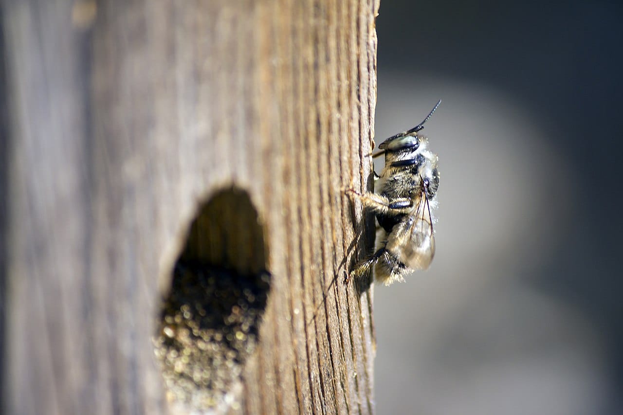 45 Weird Bugs of The World (with Pictures & Facts)