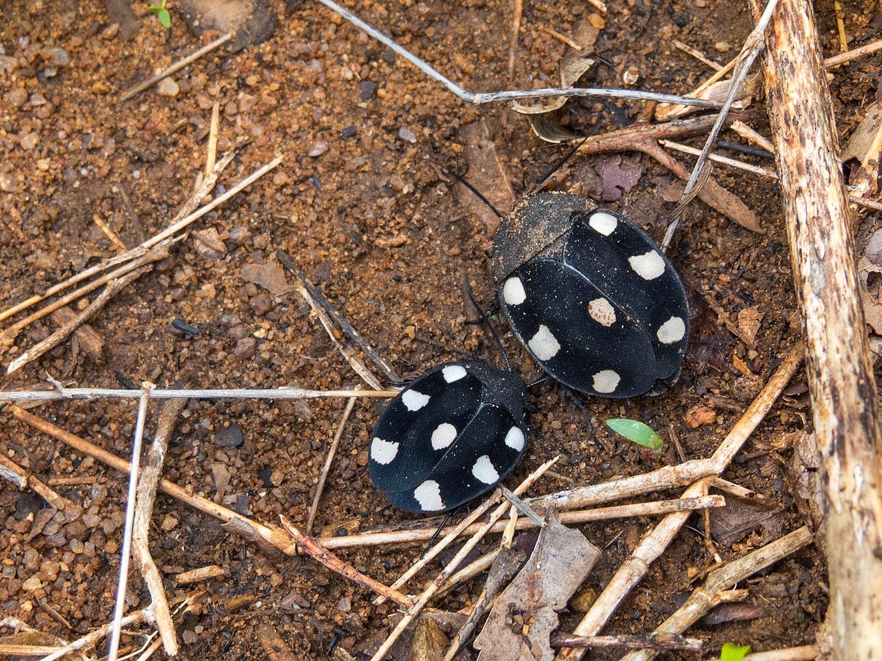 45 Weird Bugs of The World (with Pictures & Facts)