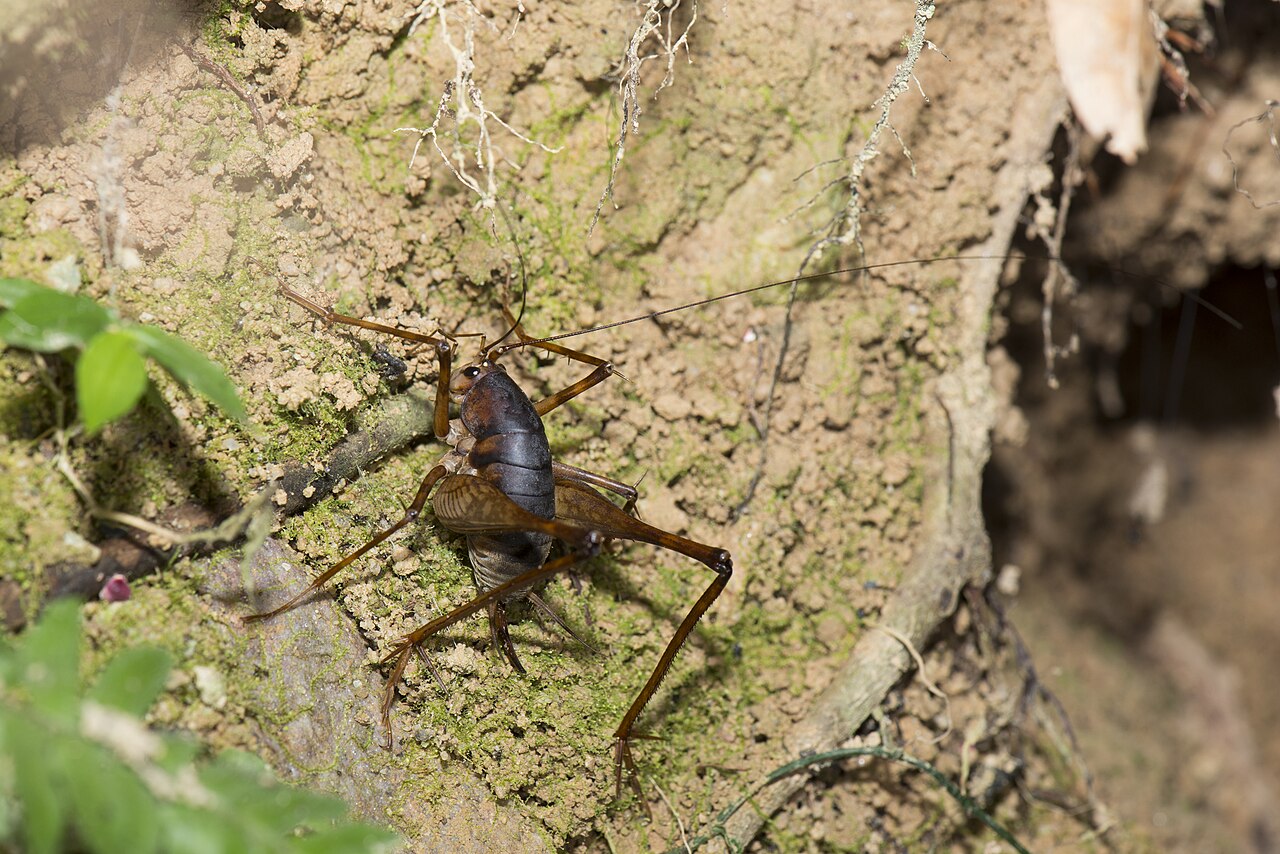 45 Weird Bugs of The World (with Pictures & Facts)