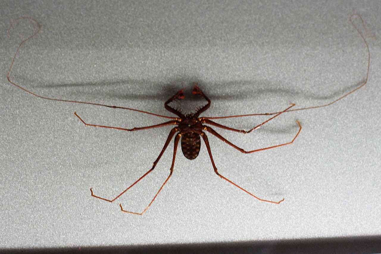 45 Weird Bugs of The World (with Pictures & Facts)